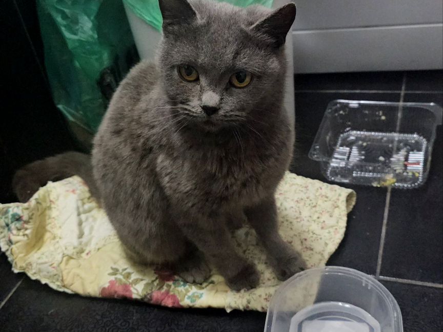 Кошка британка в добрые руки