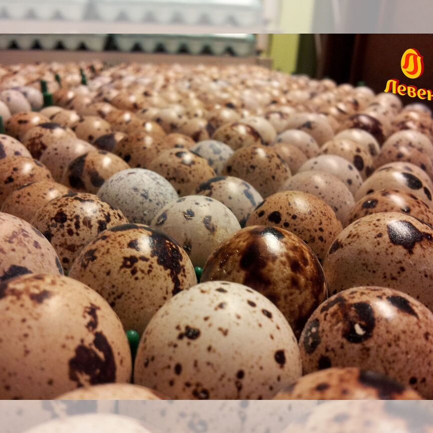 Инкубационное яйцо перепелов в наличии