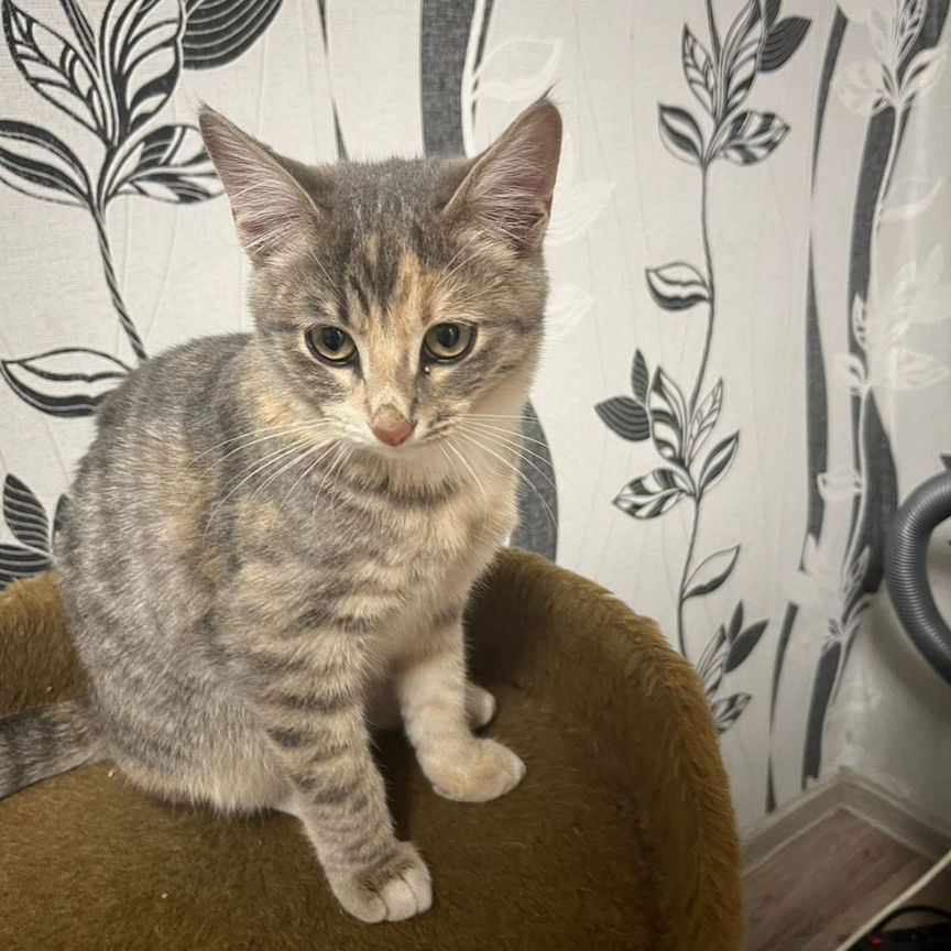 Котята в добрые руки бесплатно