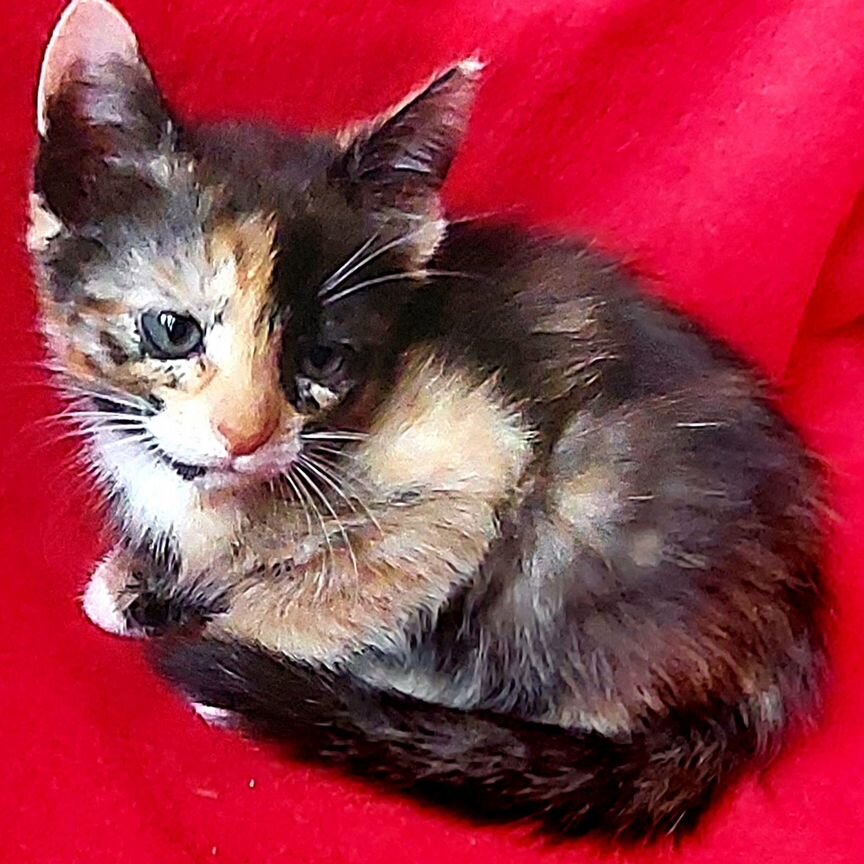 Котёнок в добрые руки