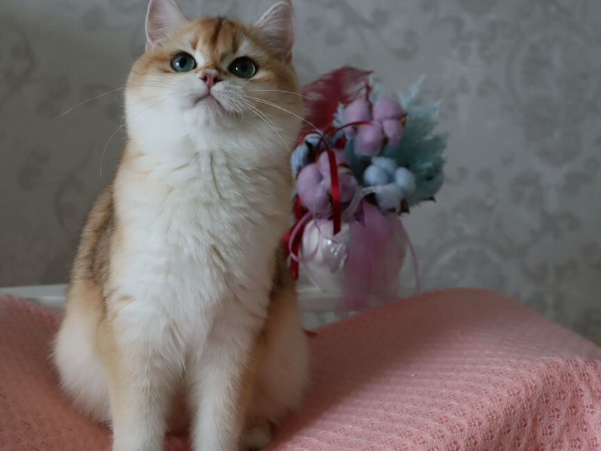 Британские котята, золотая шиншилла, ny12