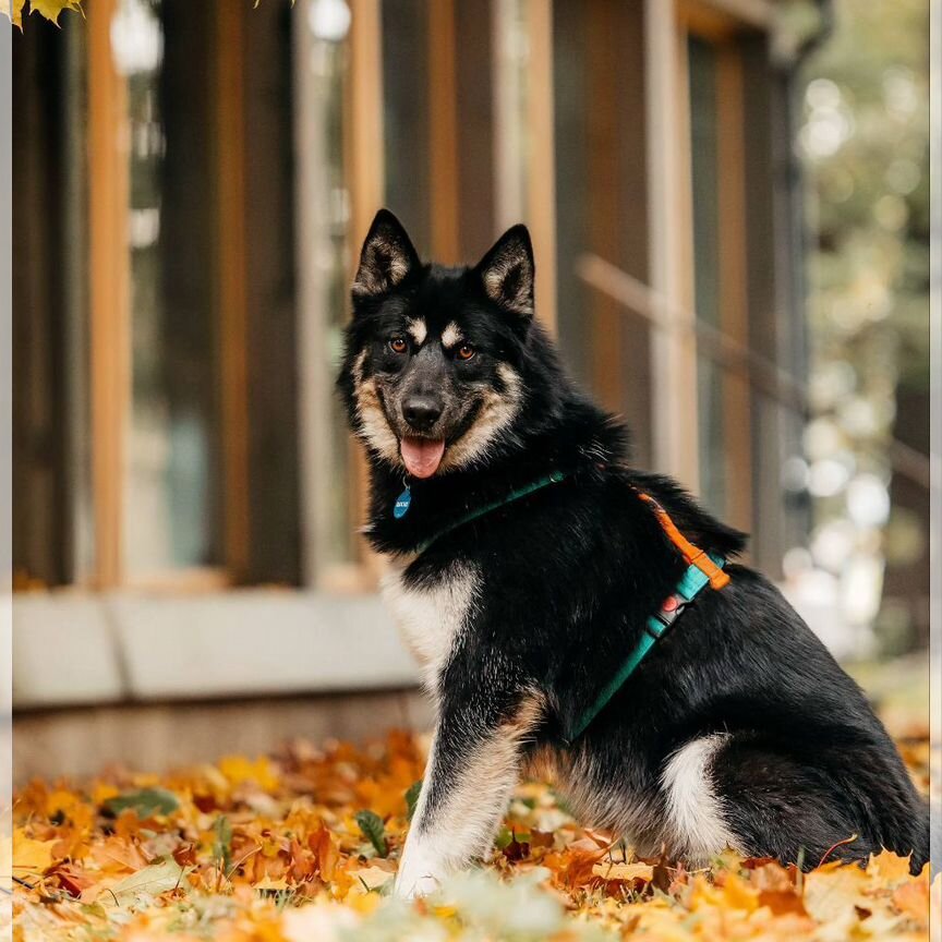 Взрослый пёс в добрые руки