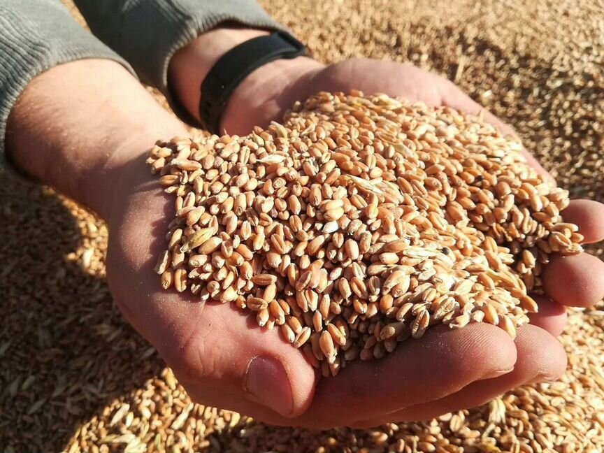 Зерно "Пшеница" Фасованная в мешках