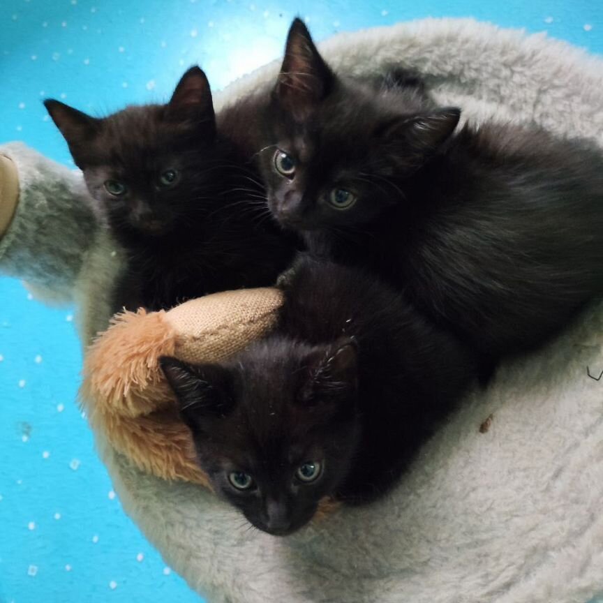 Котята в добрые руки бесплатно