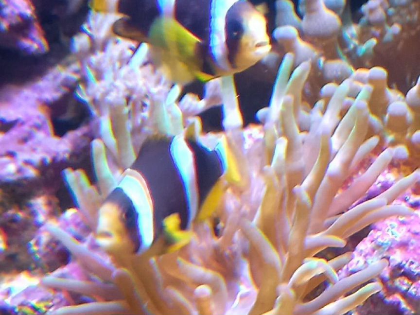 4 Клоуна +хризиптера Аквариум resun 20 л Тумбы