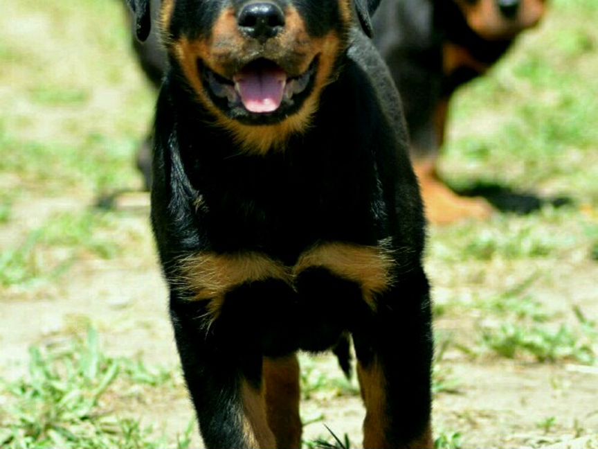 Ротвейлер