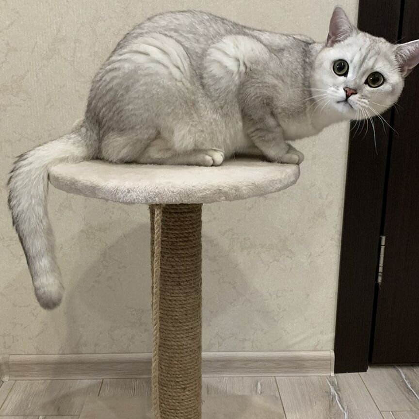 Когтеточка