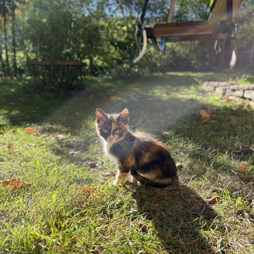 Котята в добрые руки бесплатно