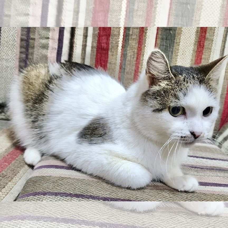 Взрослая кошка от частного владельца