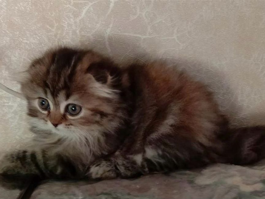 Британские котята