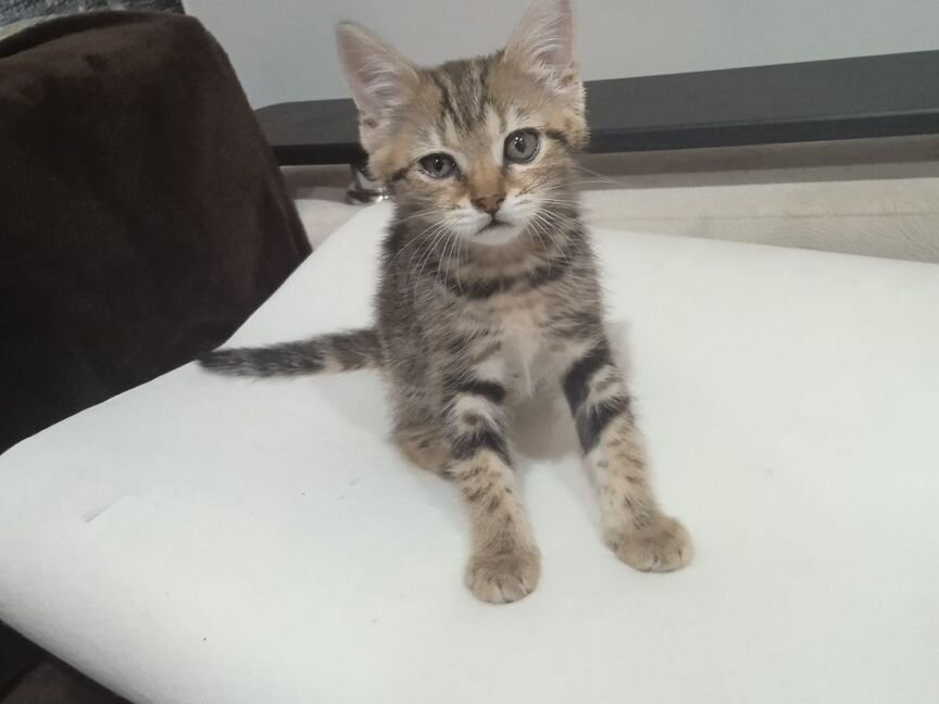 Отдам котенка в добрые руки