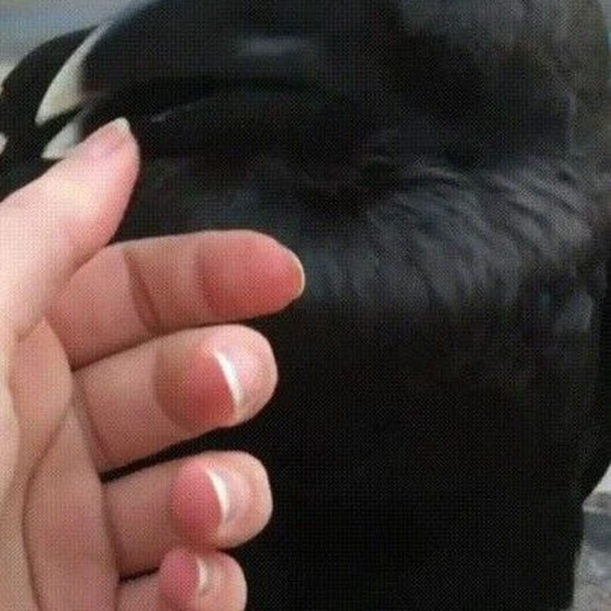 Продаются птенцы чёрных воронов