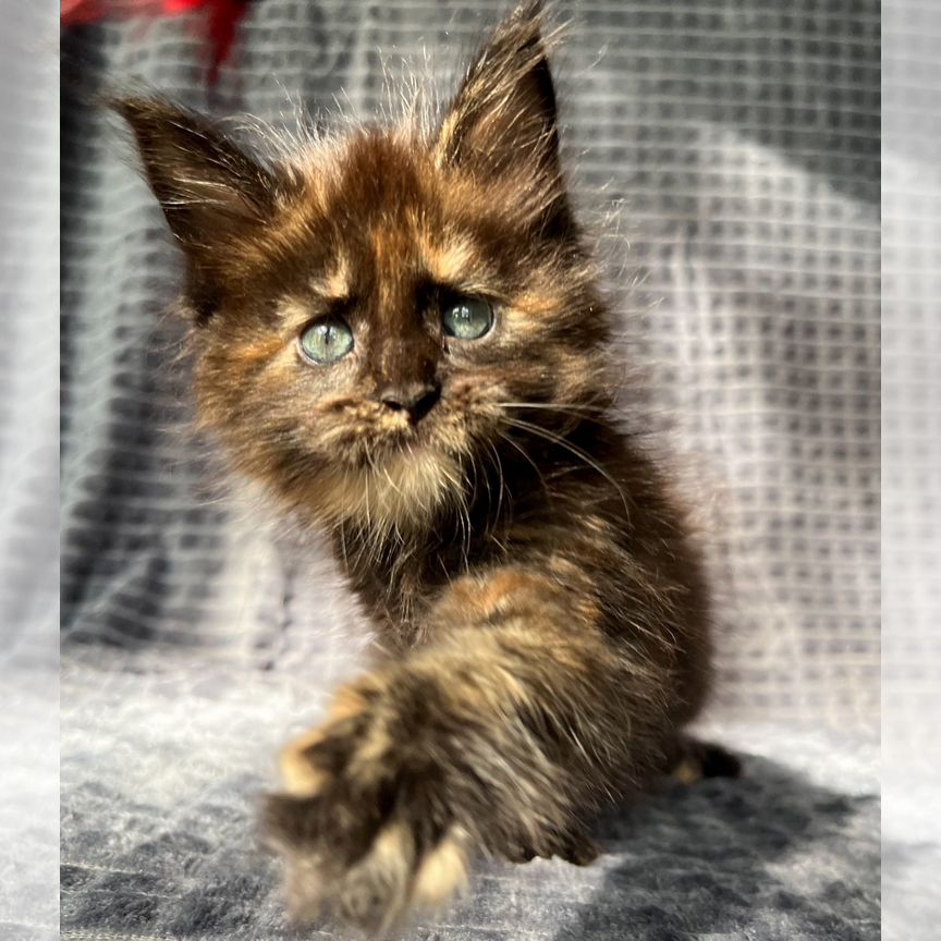 Котенок мейн-кун