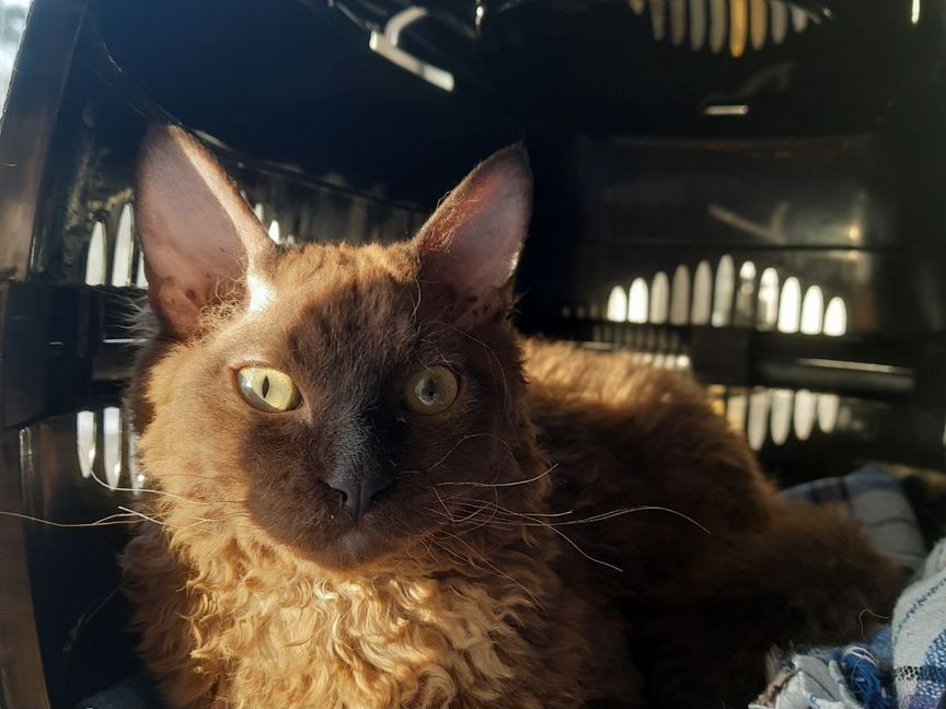 Донской сфинкс браш вязка