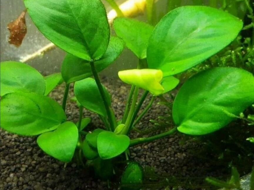 Аквариумные растения анубиас, рыбки гуппи