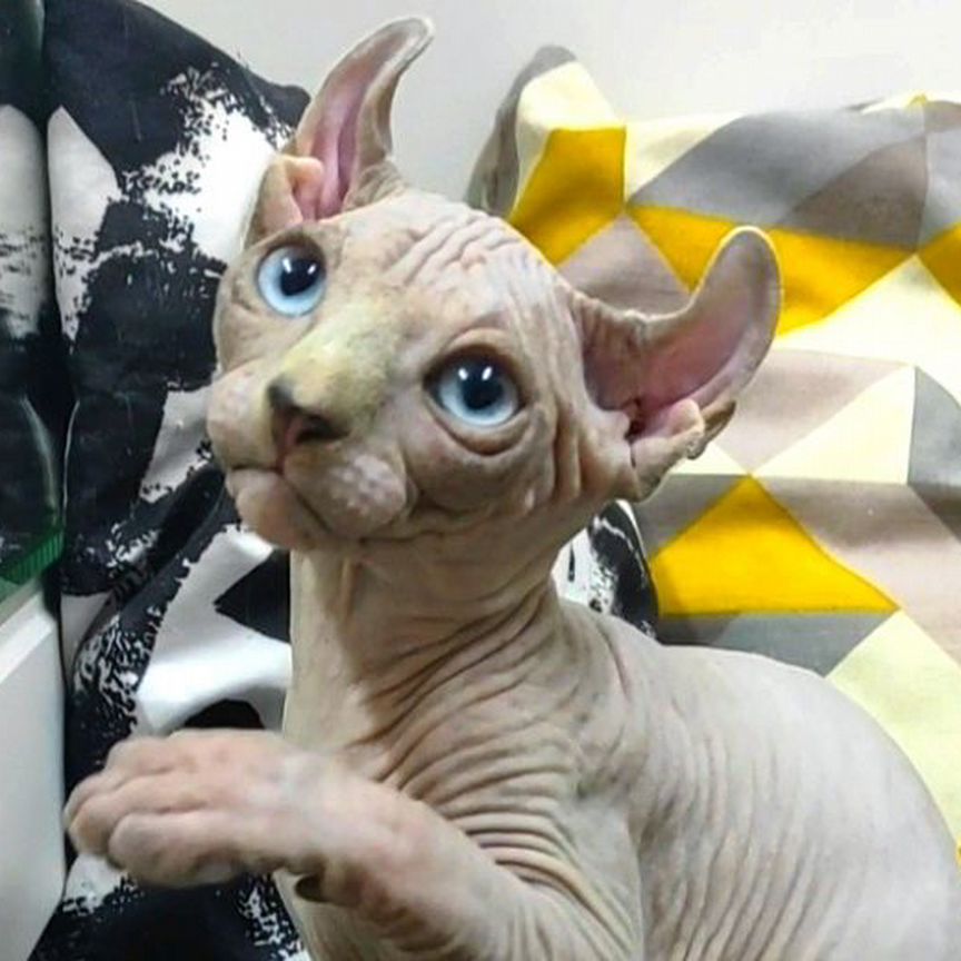 Канадский сфинкс котёнок