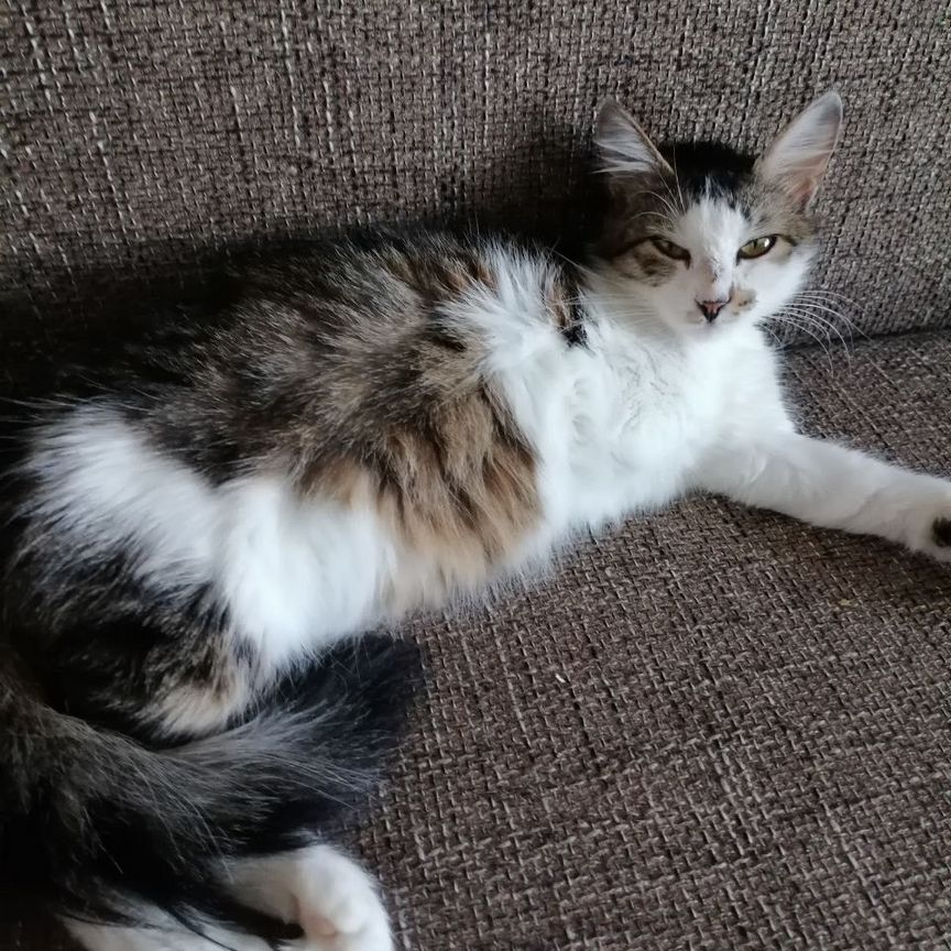 Кошки