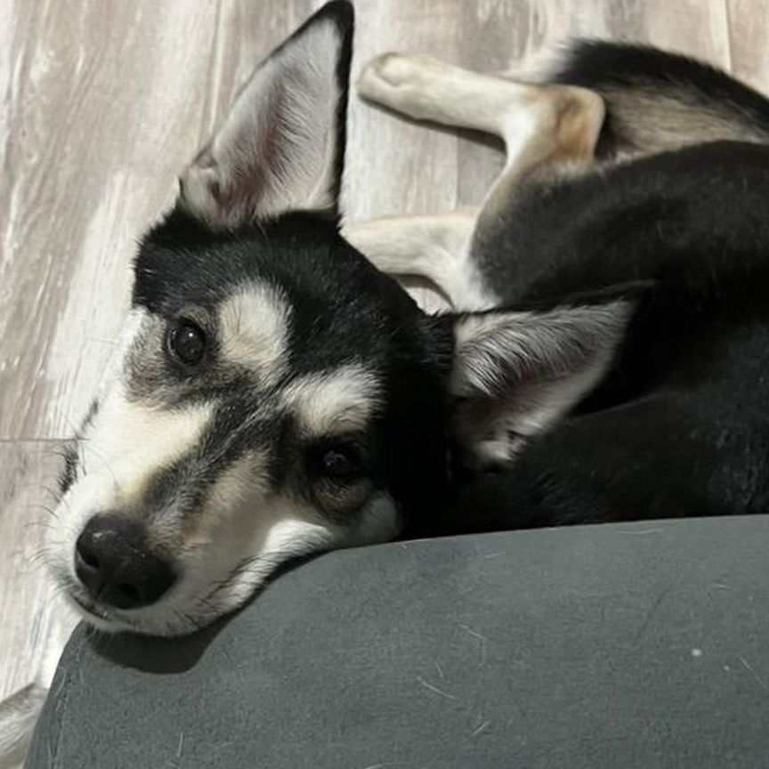 Щенок в добрые руки