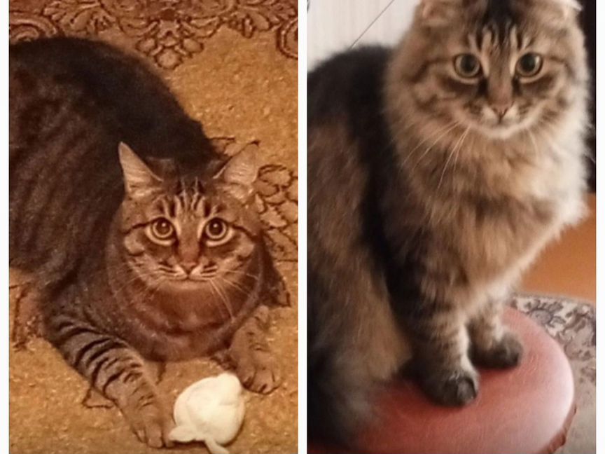 Кошки в добрые руки