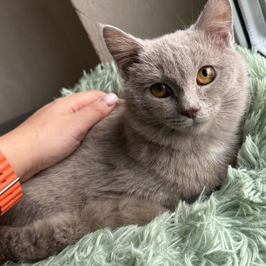 Британский длинношёрстный котёнок