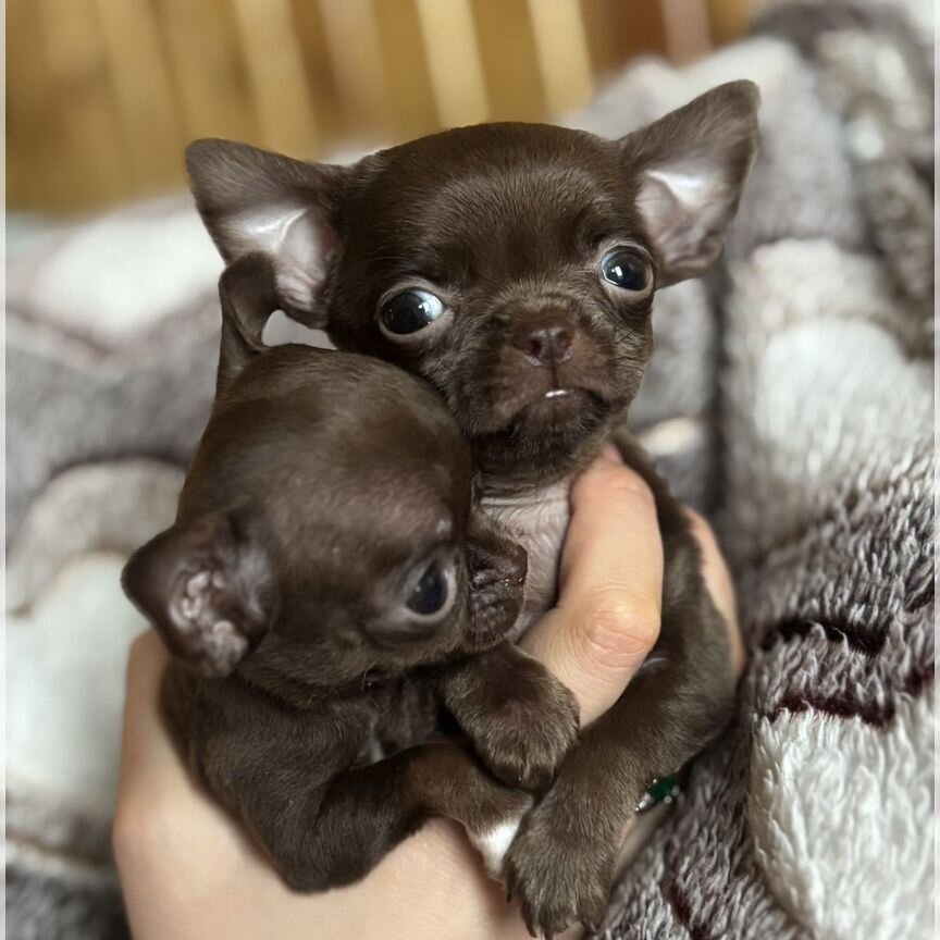 Чихуахуа, щенок