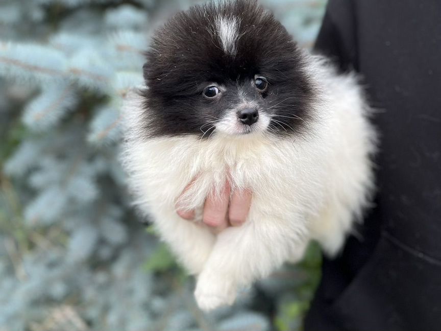 Померанский шпиц