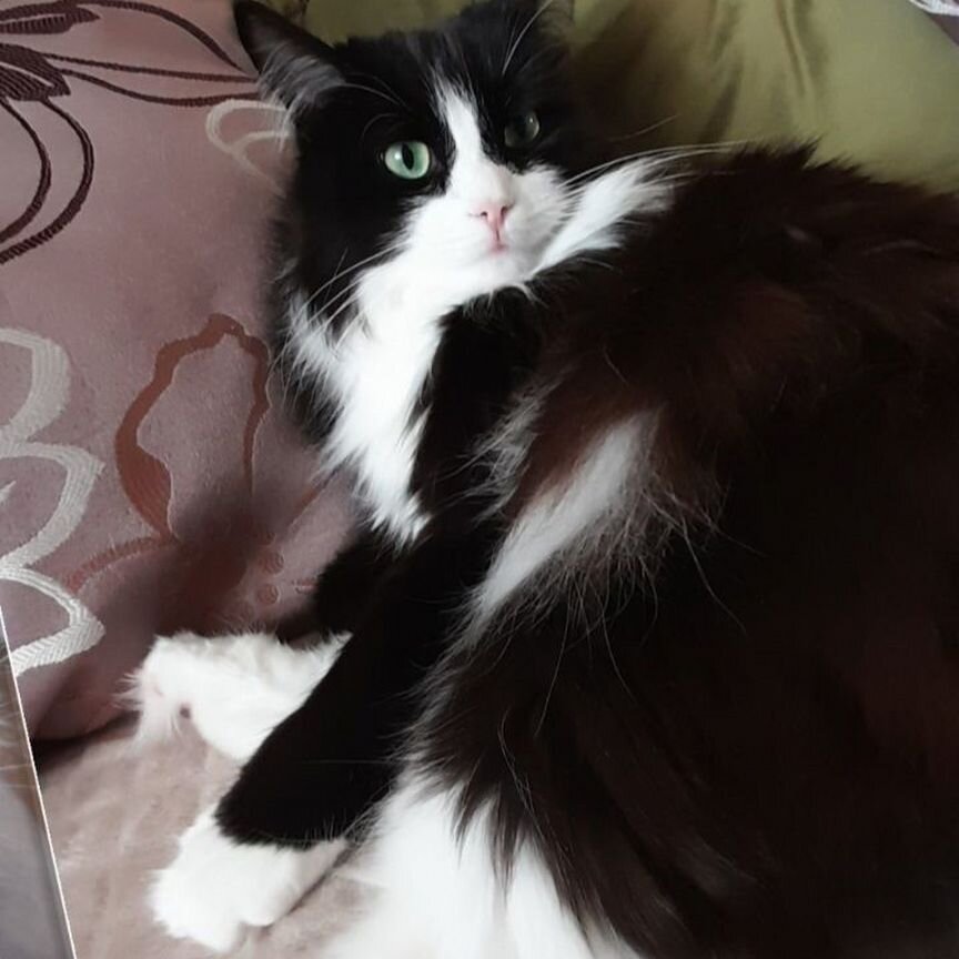 Отдам бесплатно кота заботливым хозяевам