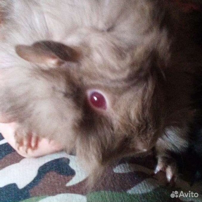 Морские свинки продается только маленькие