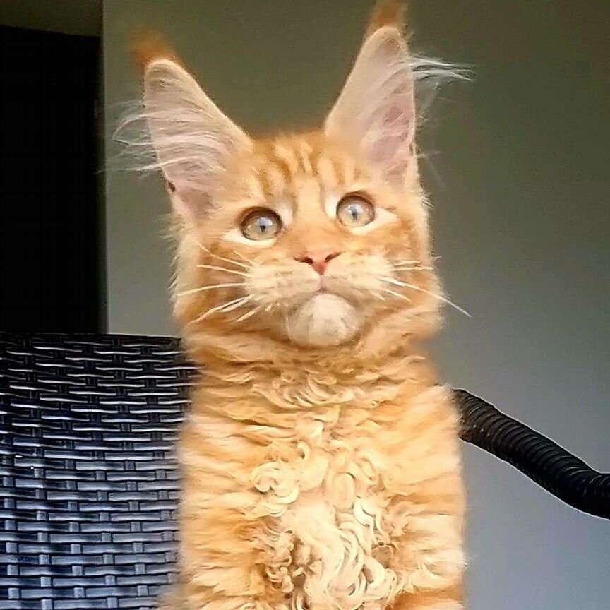 Мейн-кун котёнок