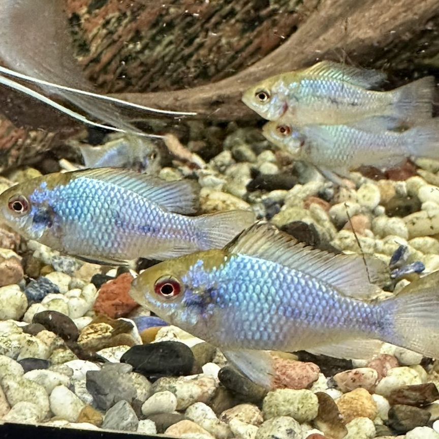 Апистограмма рамирези электрик блю