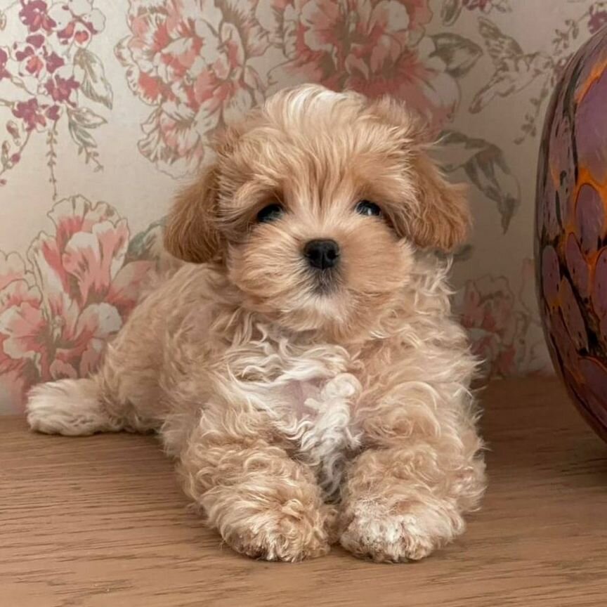 Щенки мальтипу