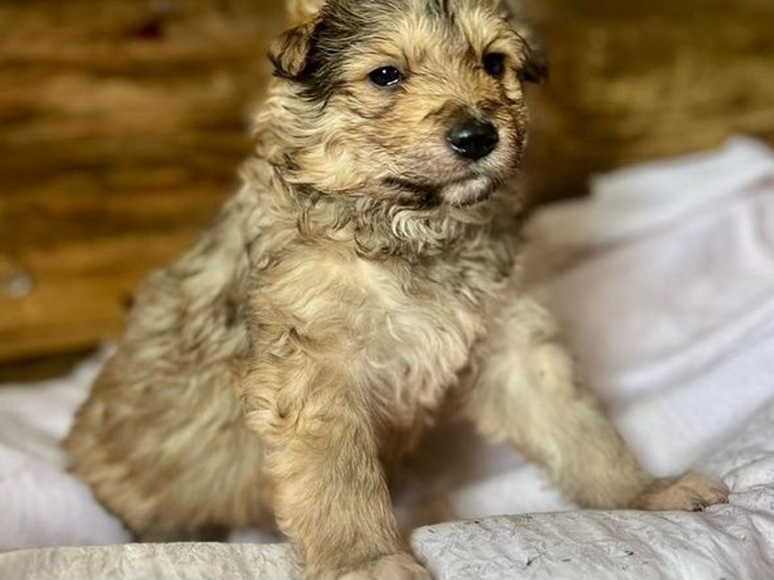 Шеночек бесплатно