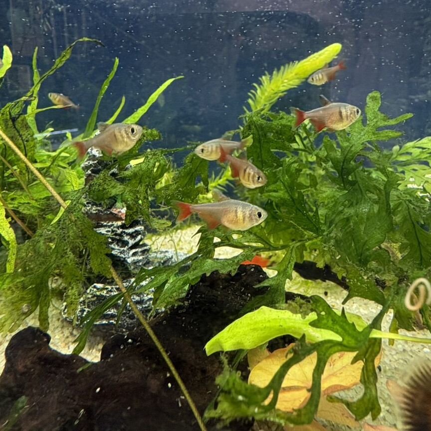 Тетра фон rio