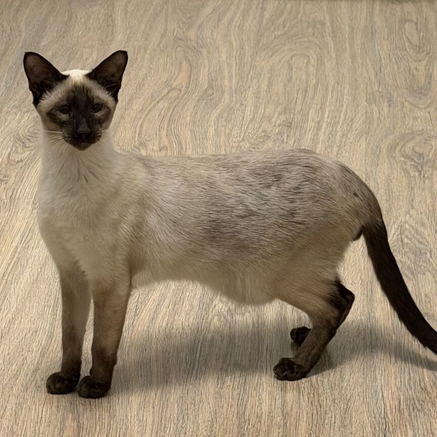 Ориентальный, взрослый кот