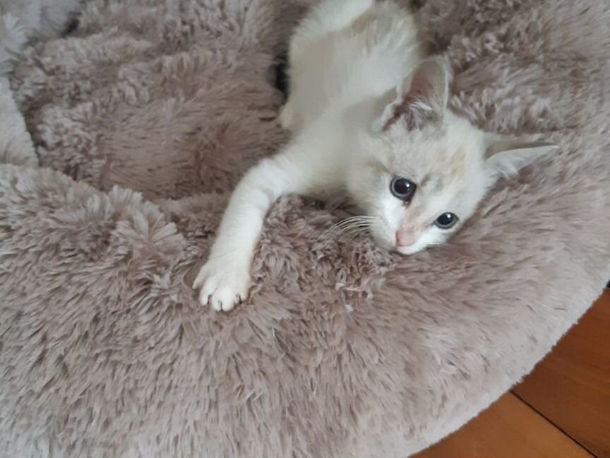 Милый малыш ищет дом