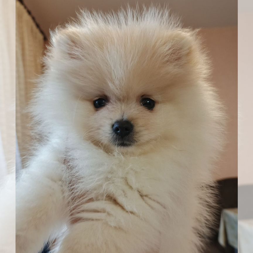 Померанский шпиц, щенок