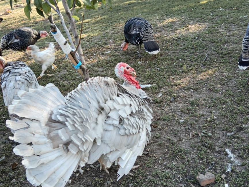 Индюки, утки