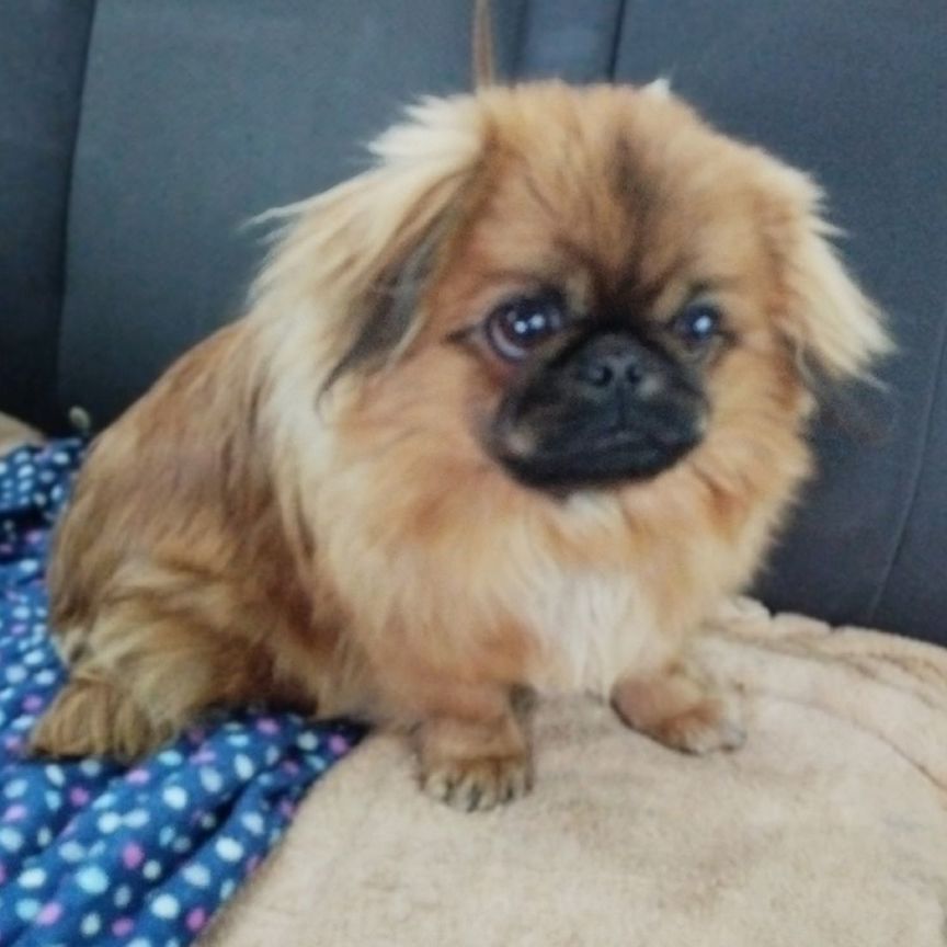 Пекинес, щенок