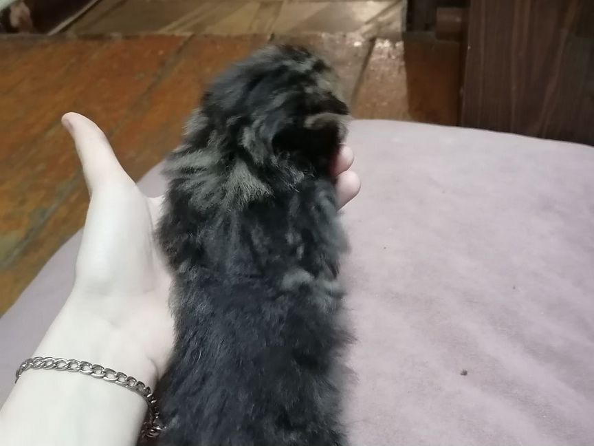Котята