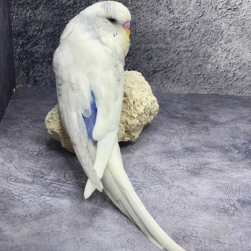 Выставочный волнистый ввп чех