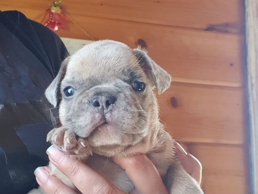 Французские булочки