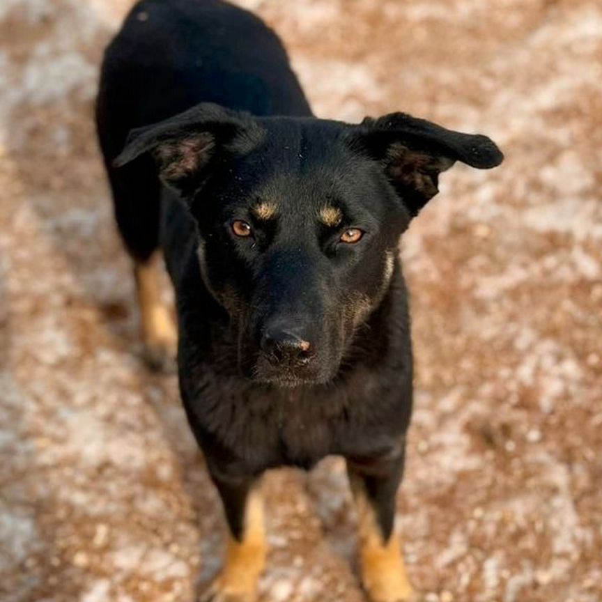 Собака в добрые руки