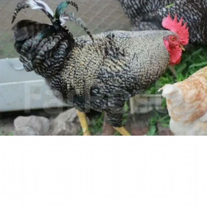 Петух доминант