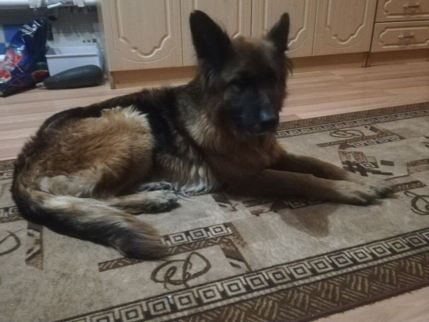 Пропали собаки Рыжий Спаниель и немецкая овчарка