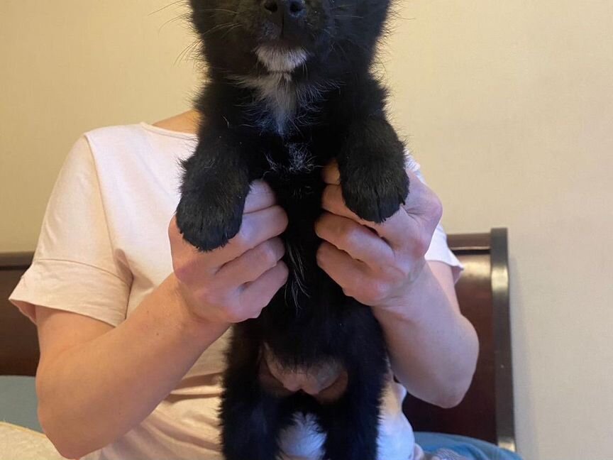 Щенок в добрые руки