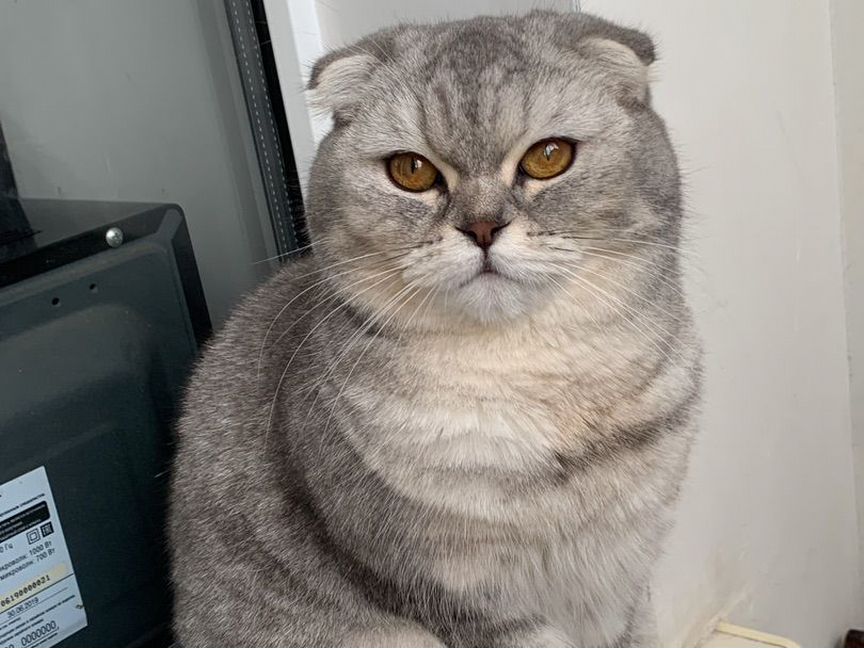 Шатланка вислоухая