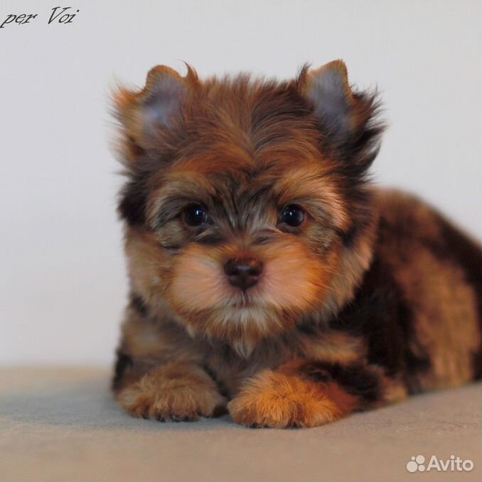 Красивый мальчик мраморного окраса
