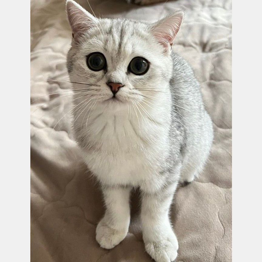 Котенок девочка британка