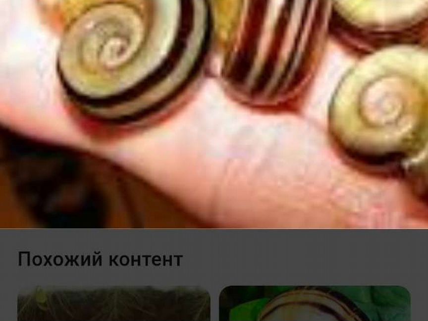 Улитка ампулярия мариза