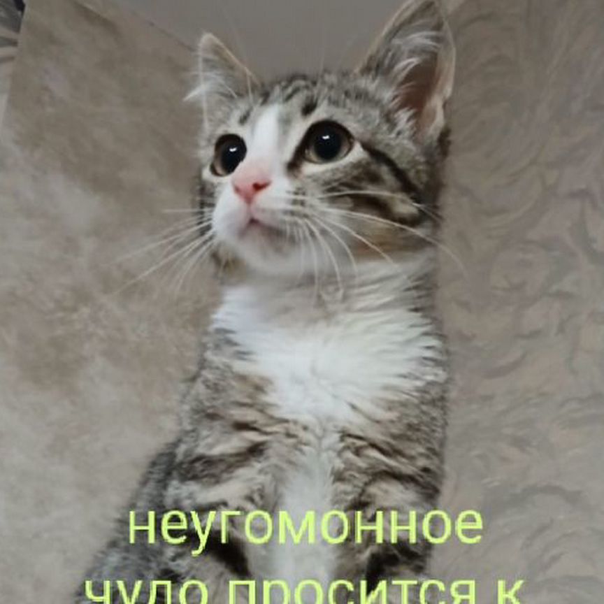 Котёнок в добрые руки